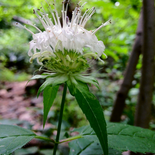 Basil Beebalm (Monarda Clinopodia) Plant Care & How to Grow, Water