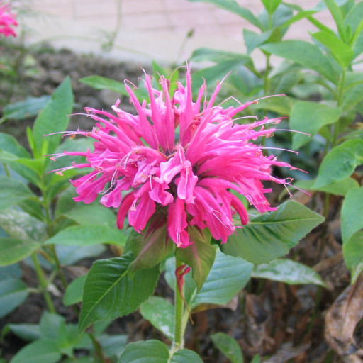 Scarlet Beebalm (Monarda Didyma) Plant Care & How to Grow, Water