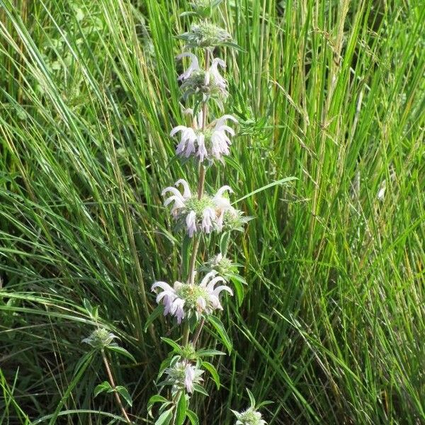Plains Beebalm (Monarda Pectinata) Plant Care & How to Grow, Water