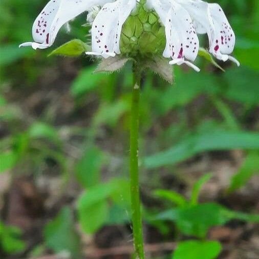 Redpurple Beebalm (Monarda Russeliana) Plant Care & How to Grow, Water