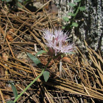 Southern Mountainbalm (Monardella Australis) Care Guide: Water, Soil ...