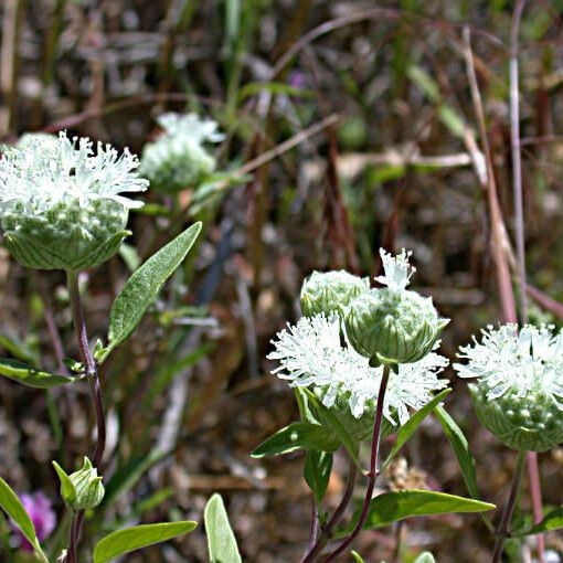 Sierra Monardella (Monardella Candicans) Care Guide: Water, Soil ...