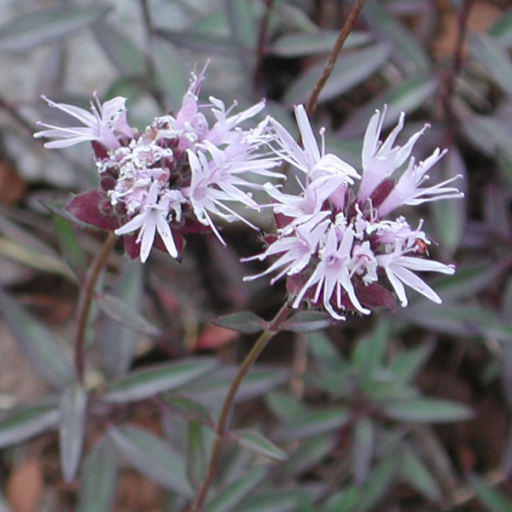 Follett's Monardella (Monardella Follettii) Care Guide: Water, Soil ...
