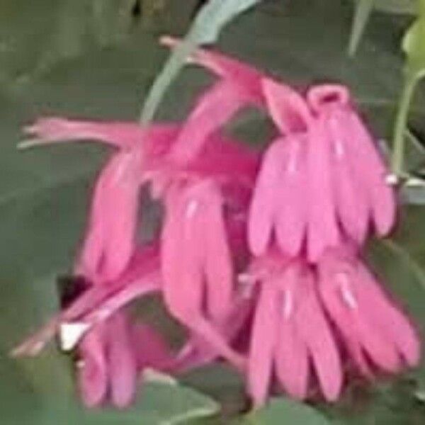 Flaxleaf Monardella (Monardella Linoides) Care Guide: Water, Soil ...