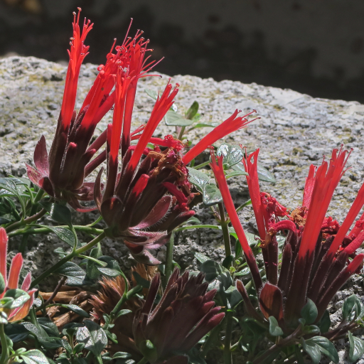 Red Monardella (Monardella Macrantha) Plant Care & How to Grow, Water
