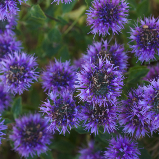 Monardella Villosa Plant Care & How to Grow, Water