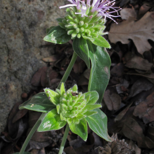 Green Monardella (Monardella Viridis) Care Guide: Water, Soil ...