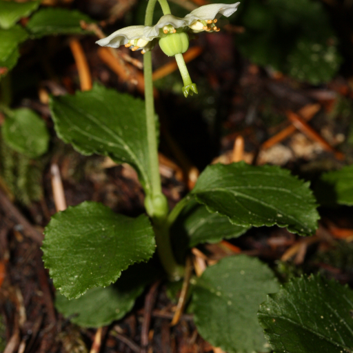 Wax Flower (Moneses Uniflora) Plant Care & How to Grow, Water