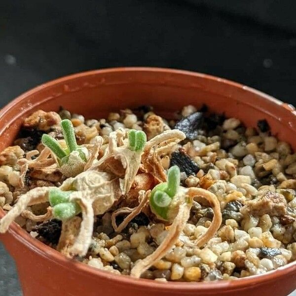 Bunny-Ear Pearlfig (Monilaria Obconica) Care Guide: Water, Soil ...
