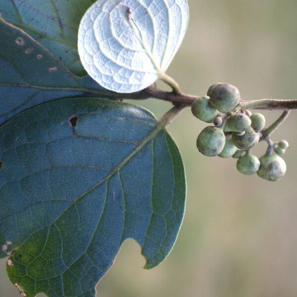 Monimia Ovalifolia Plant Care & How to Grow, Water