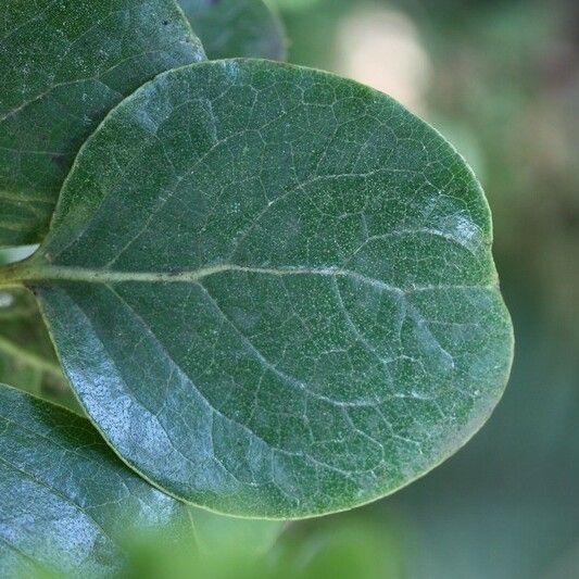 Monimia Rotundifolia Plant Care & How to Grow, Water