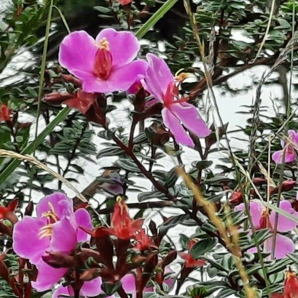 Monochaetum Vulcanicum Plant Care & How to Grow, Water