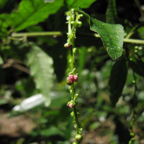 Monococcus Echinophorus Plant Care & How to Grow, Water