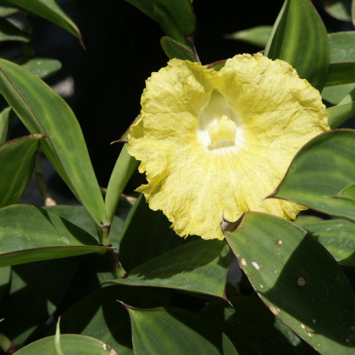 Yellow Spiral Ginger (Monocostus Uniflorus) Plant Care & How to Grow, Water