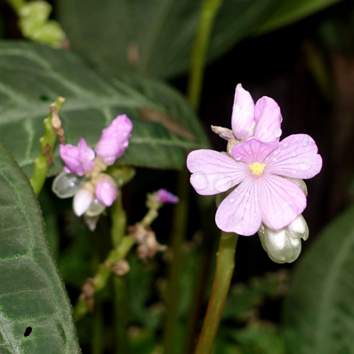 Triangle Mouth (Monolena) Plant Care & How to Grow, Water