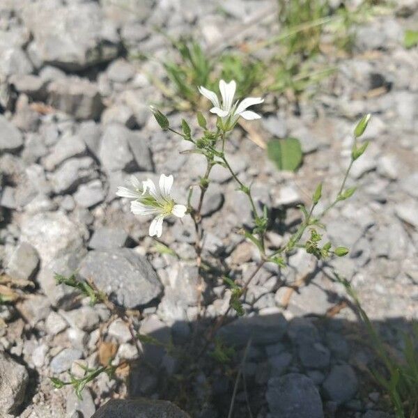 Mononeuria Patula Plant Care & How to Grow, Water