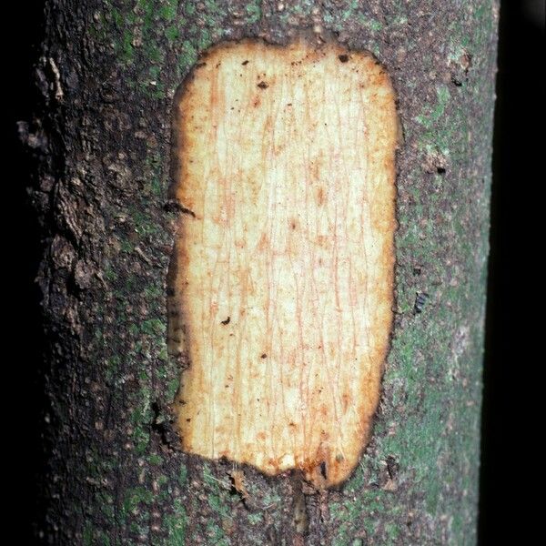 Monoon Fragrans Care Guide: Water, Soil & Propagation - Plantiary