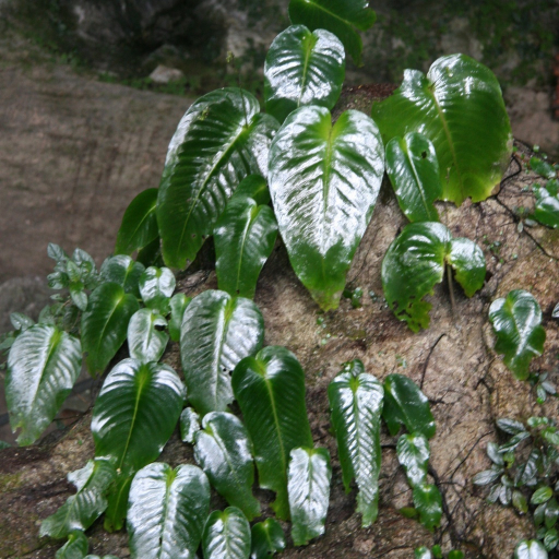 Monophyllaea Glauca Care Guide: Water, Soil & Propagation - Plantiary
