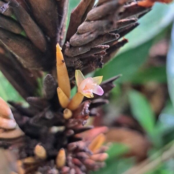 Monotagma Spicatum Plant Care & How to Grow, Water