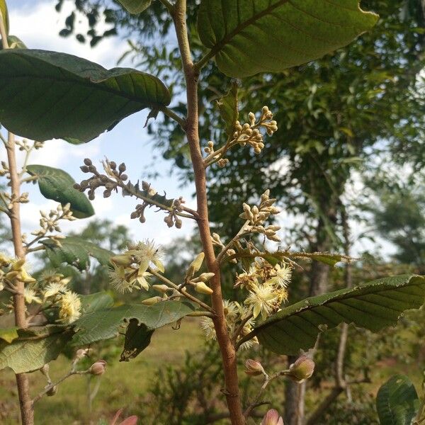 Monotes Kerstingii Plant Care & How to Grow, Water