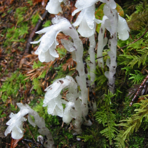 Indian Pipe (Monotropa Uniflora) Plant Care & How to Grow, Water