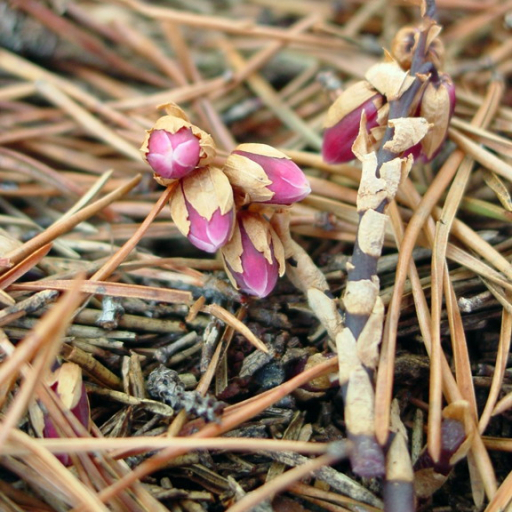 Carolina Beech Drops (Monotropsis Odorata) Plant Care & How to Grow, Water