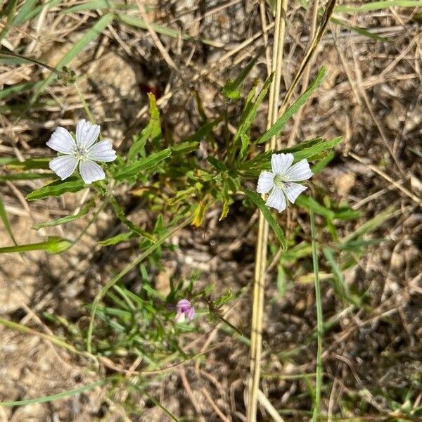 Cranesbill (Monsonia Angustifolia) Plant Care & How to Grow, Water