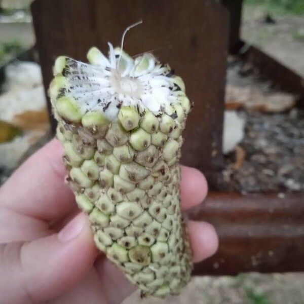 Monstera Dissecta Plant Care & How to Grow, Water