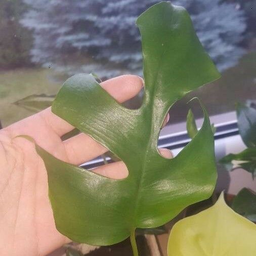 Mini Monstera (Monstera Minima) Plant Care & How to Grow, Water