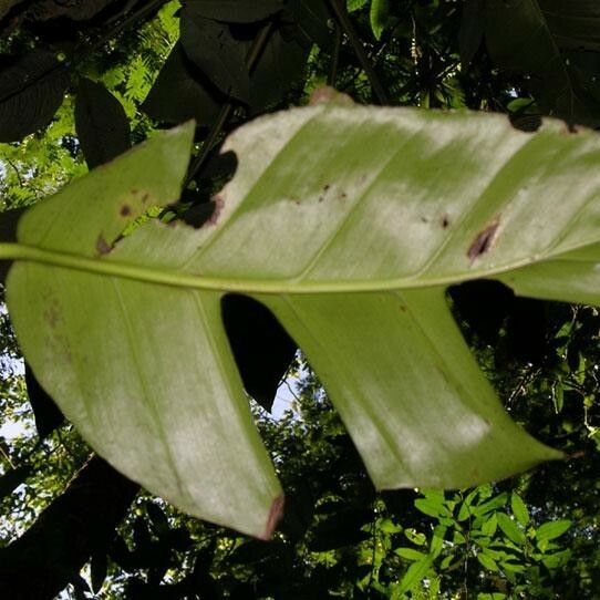 Monstera Molinae Plant Care & How to Grow, Water