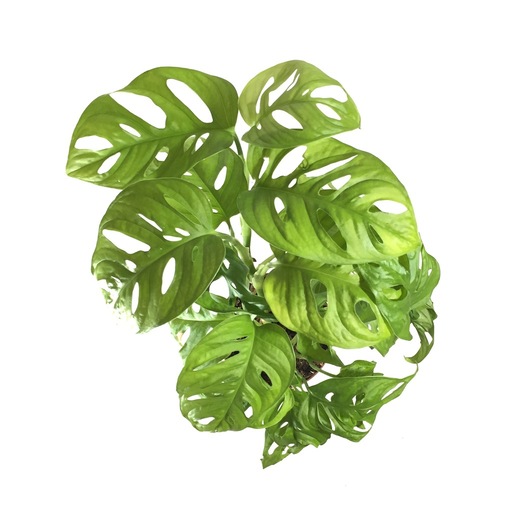 Swiss Cheese (Monstera Obliqua) Plant Care & How to Grow, Water
