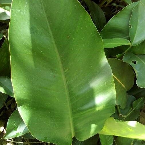 Swiss Cheese (Monstera Pittieri) Plant Care & How to Grow, Water