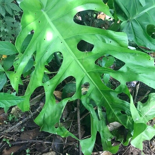 Monstera Punctulata Plant Care & How to Grow, Water