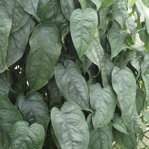 Silver Monstera (Monstera Siltepecana) Plant Care & How to Grow, Water