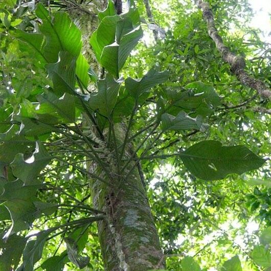 Monstera Spruceana Care Guide: Water, Soil & Propagation - Plantiary