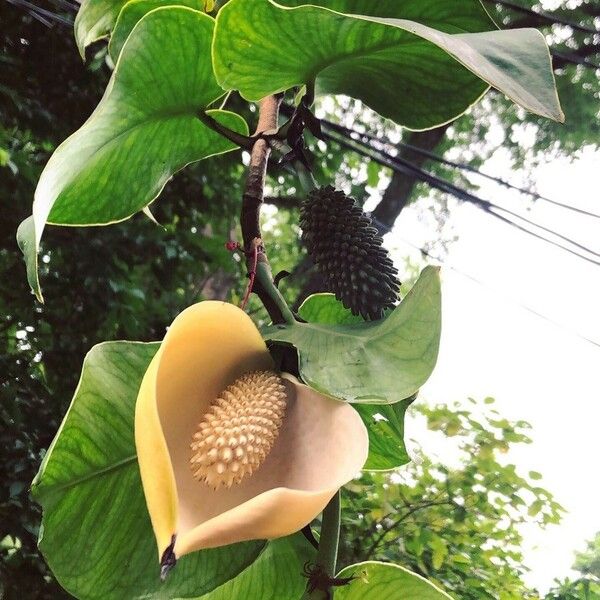 Giant Monstera (Monstera Tuberculata) Plant Care & How to Grow, Water