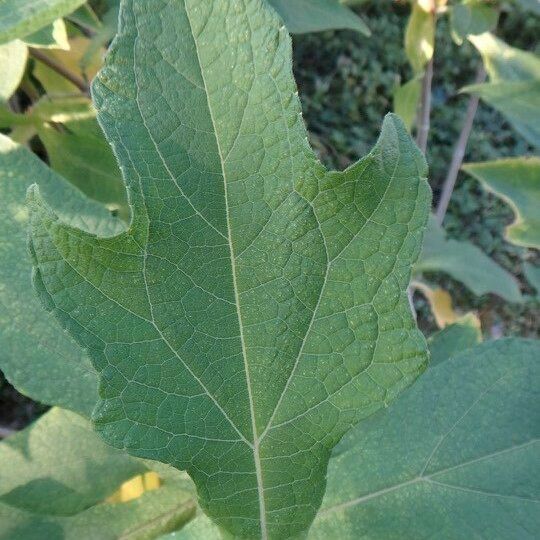 Mexican Daisy Bush (Montanoa Bipinnatifida) Plant Care & How to Grow, Water
