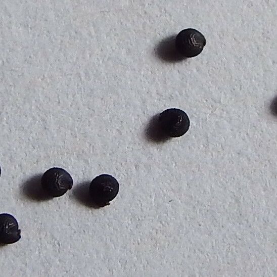 Dwarf Montia (Montia Arvensis) Plant Care & How to Grow, Water