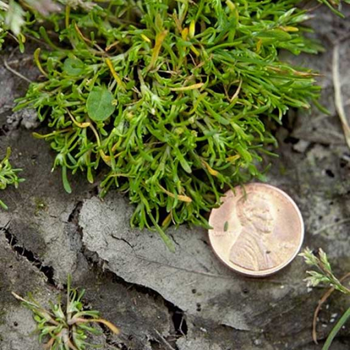Howell's Miner's-Lettuce (Montia Howellii) Plant Care & How to Grow, Water