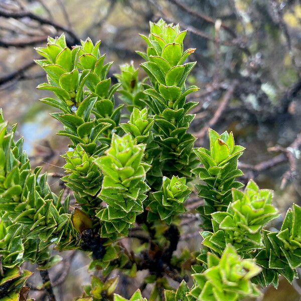 Monticalia Flosfragrans Care Guide: Water, Soil & Propagation - Plantiary