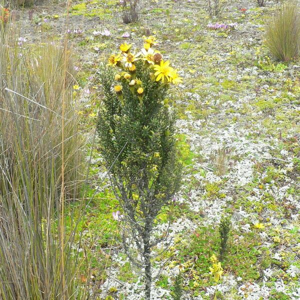 Monticalia Peruviana Care Guide: Water, Soil & Propagation - Plantiary