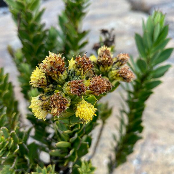 Monticalia Vaccinioides Care Guide: Water, Soil & Propagation - Plantiary