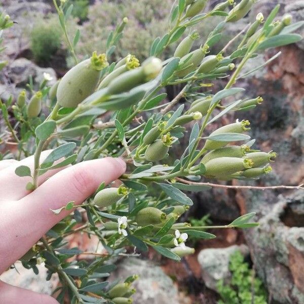 Wild Clove Bush (Montinia Caryophyllacea) Plant Care & How to Grow, Water