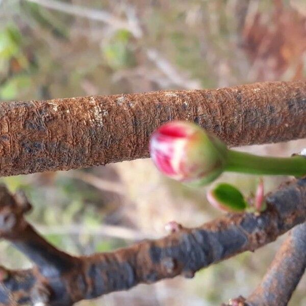 Montrouziera Verticillata Care Guide: Water, Soil & Propagation - Plantiary