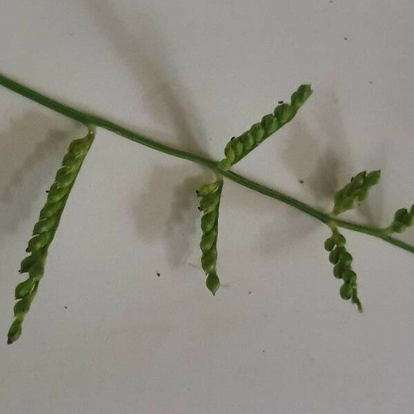 Sweet Signal Grass (Moorochloa Eruciformis) Plant Care & How to Grow, Water