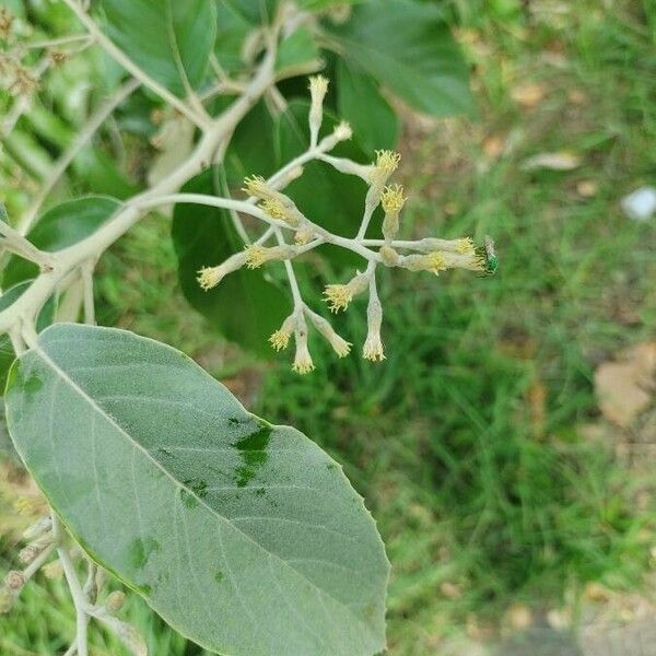 Moquiniastrum Polymorphum Care Guide: Water, Soil & Propagation - Plantiary