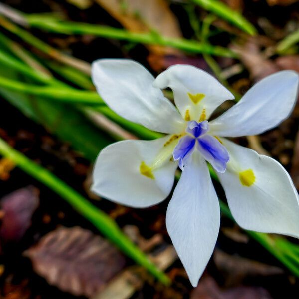 Blue Tulp (Moraea Polyanthos) Plant Care & How to Grow, Water