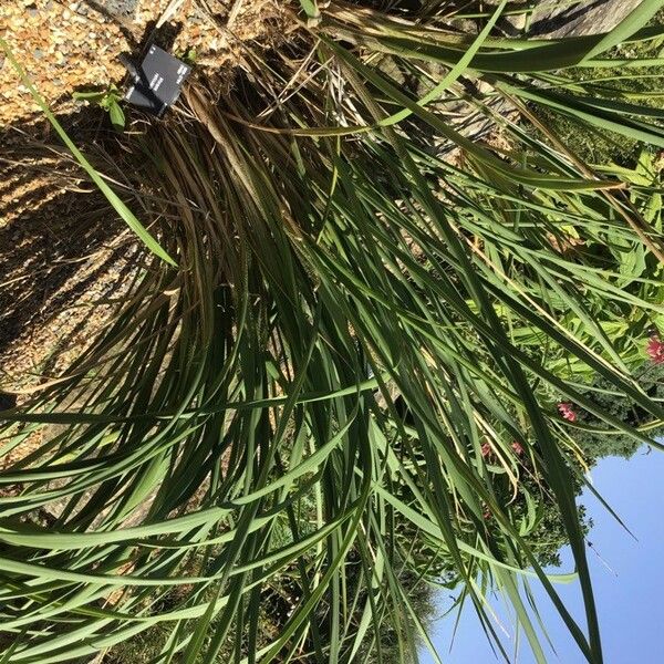 Moraea Reticulata Plant Care & How to Grow, Water