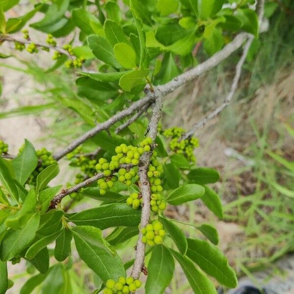 Morella Pensylvanica Plant Care & How to Grow, Water