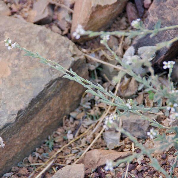 Morettia Canescens Care Guide: Water, Soil & Propagation - Plantiary